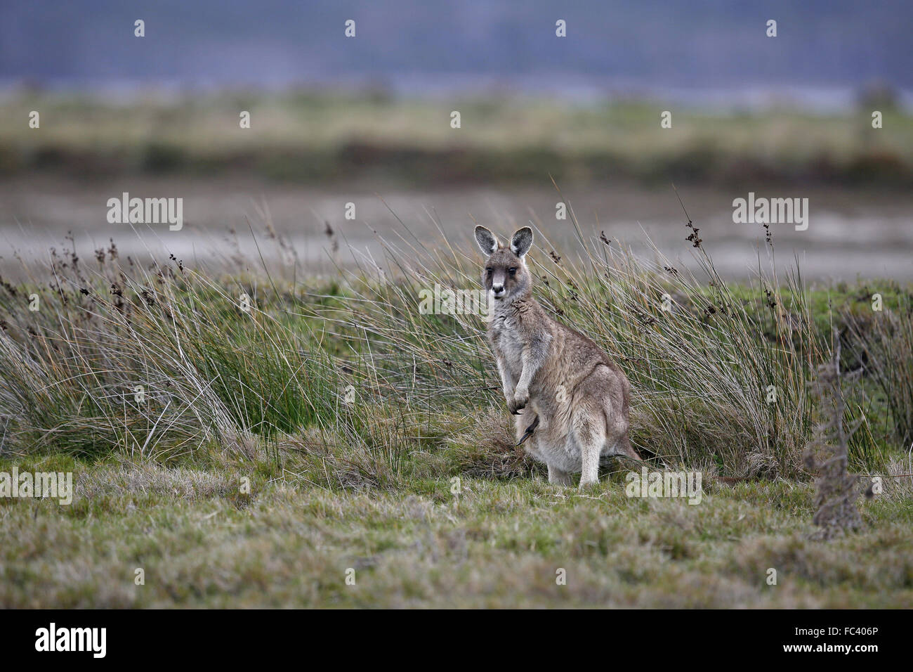 Forester Kangaroo, Macropus giganteus, female with Joey in Tasmania ...