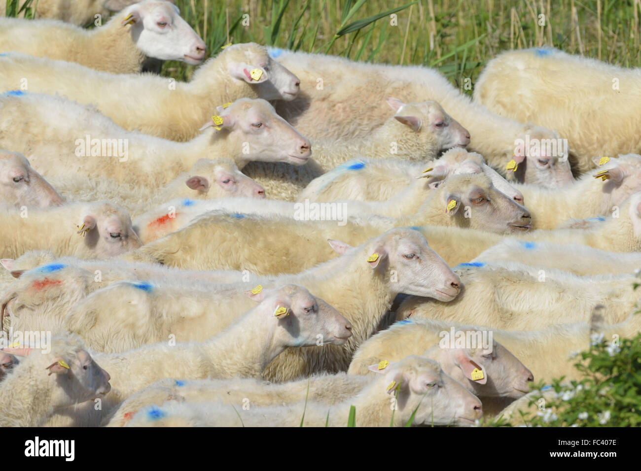 White Polled Heath Stock Photo - Alamy