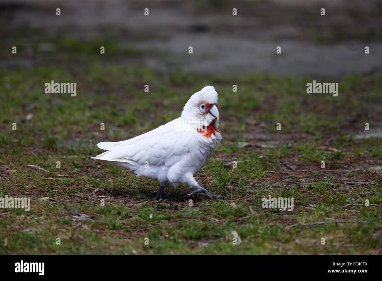 Long-billed Corella, Cacatua tenuirostris Stock Photo - Alamy