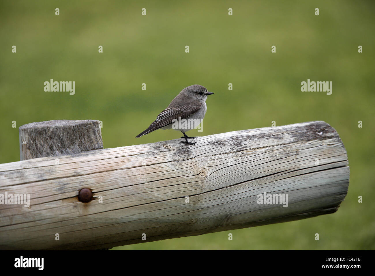 Jacky winter hi-res stock photography and images - Alamy