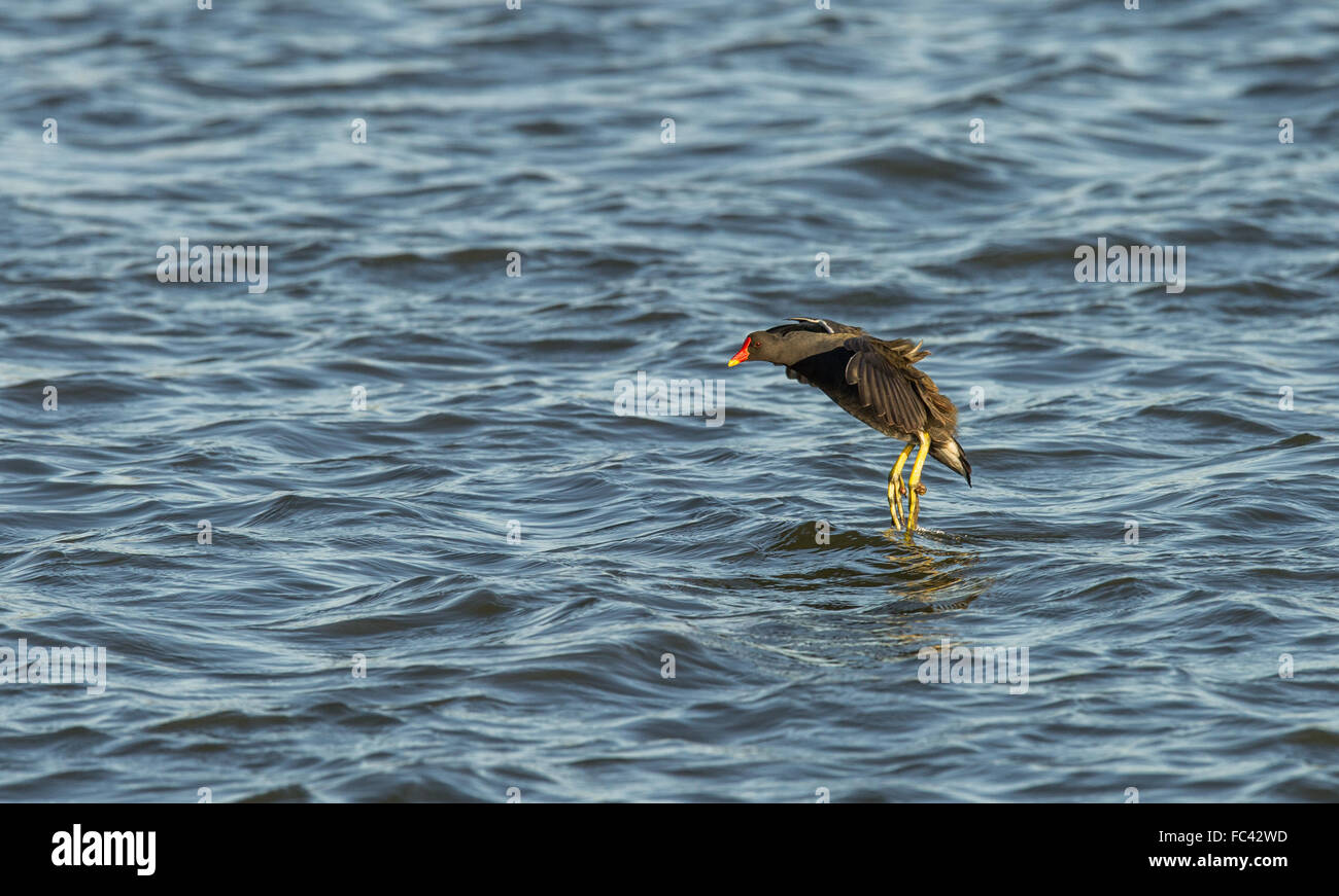 Flying moorhen hi-res stock photography and images - Alamy