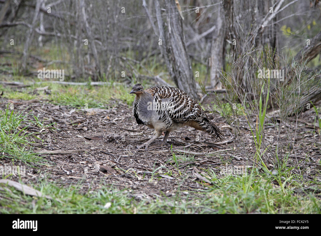 Malleefowl australia hi-res stock photography and images - Alamy