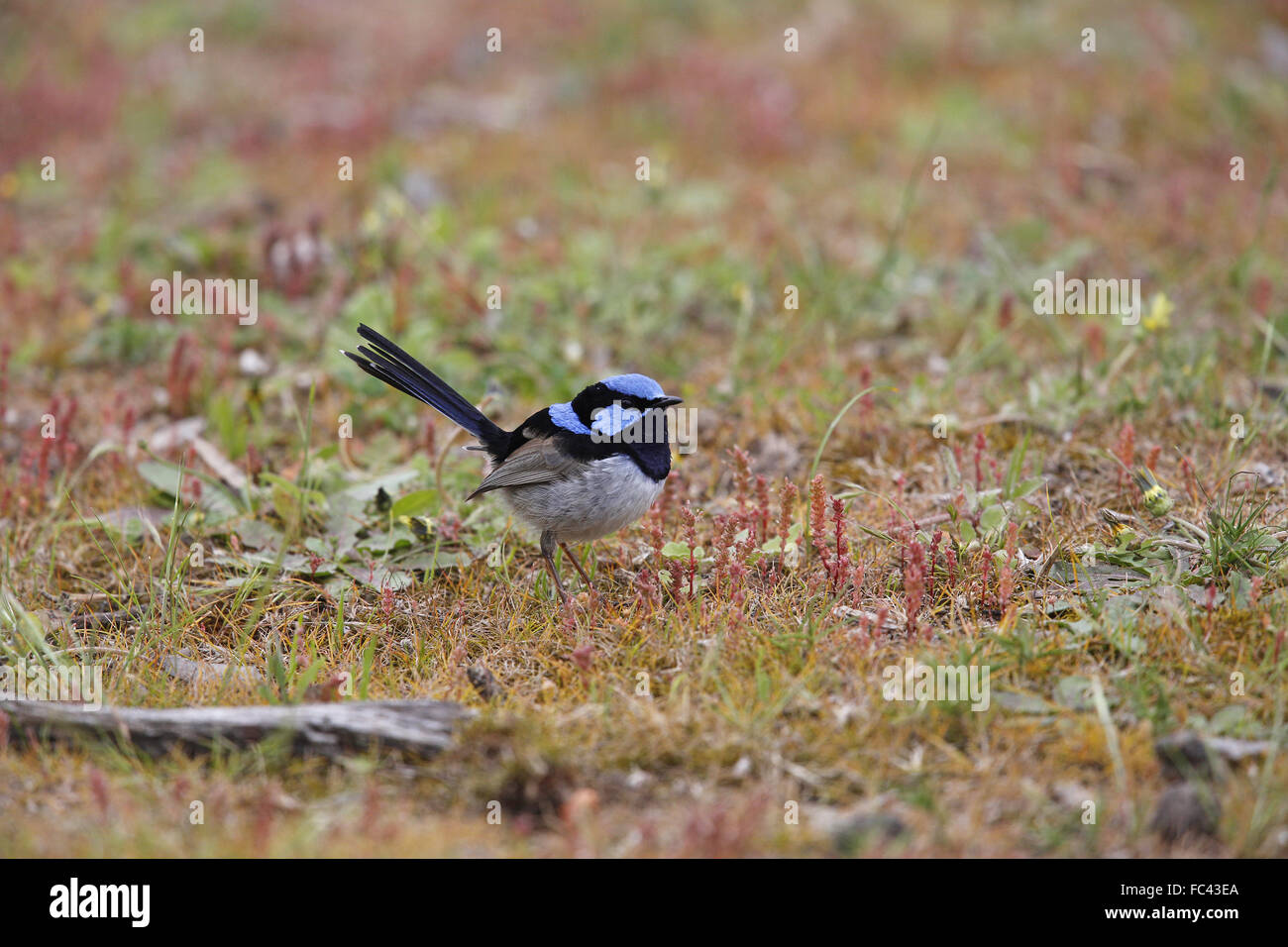 Superb Fairy-Wren, Malurus cyaneus, male on ground Stock Photo - Alamy