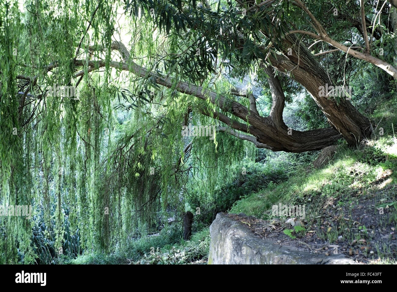 weeping willow near a source of water . Italy Stock Photo - Alamy