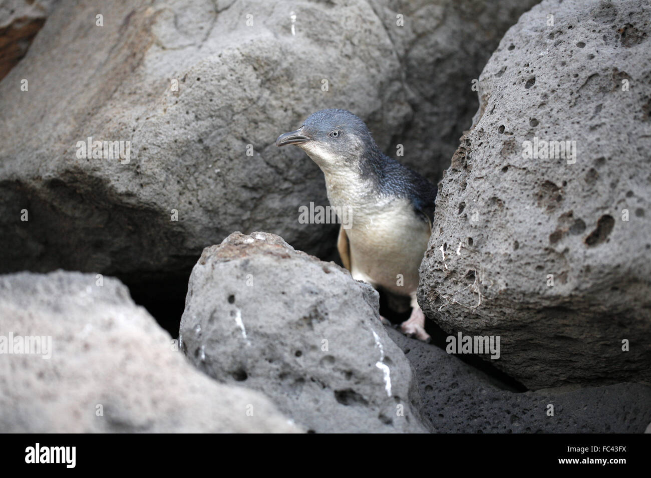 Young Little Blue Penguin, Eudyptula minor, waiting for return of ...