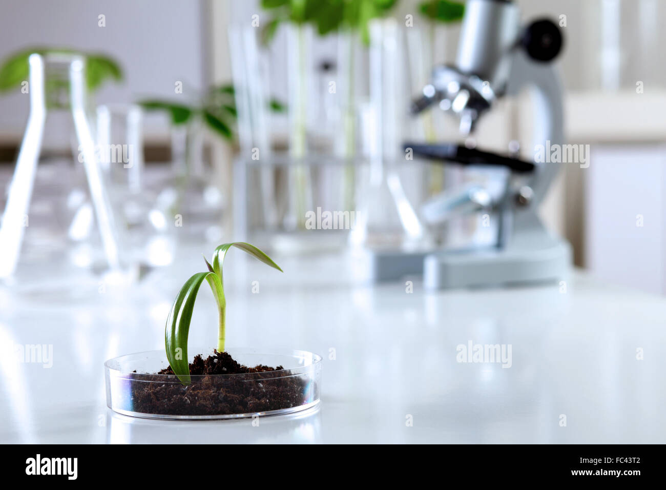 Scientific study of plants hi-res stock photography and images - Alamy