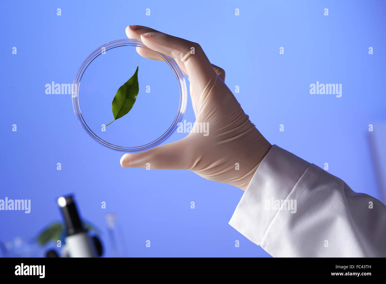 Green plants and scientific equipment in biology laborotary Stock Photo ...