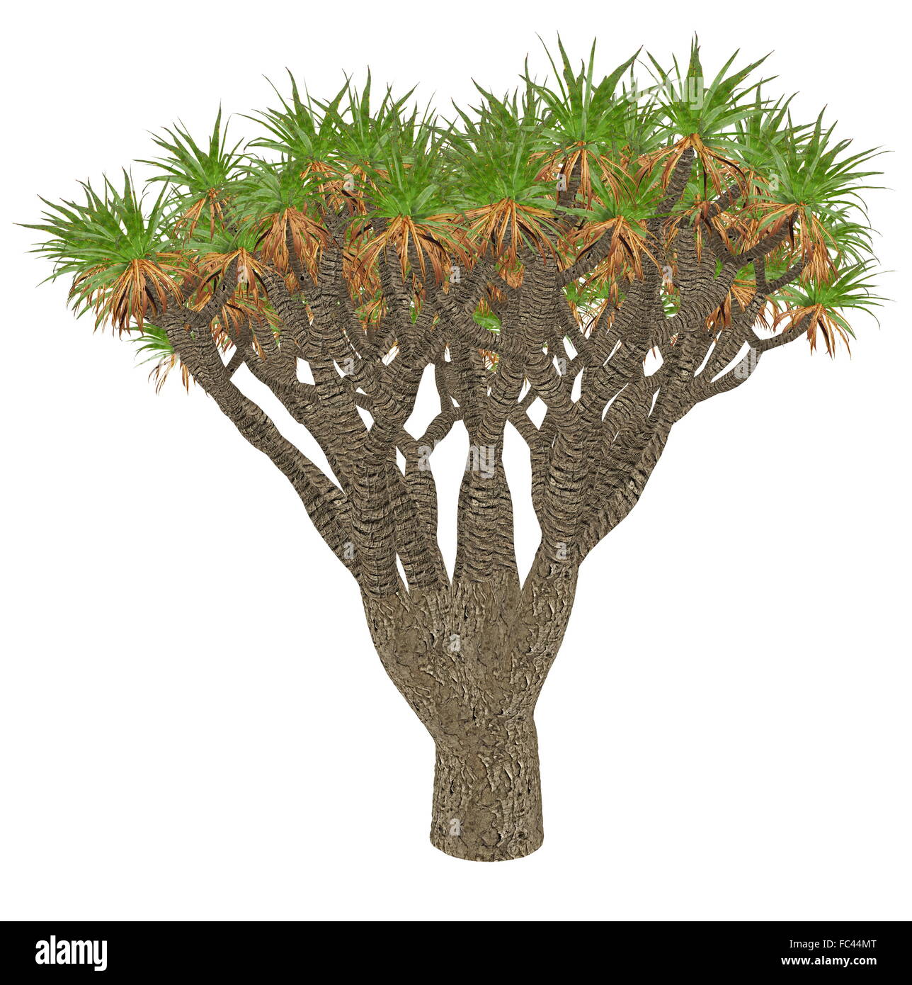 Draco illustration hi-res stock photography and images - Alamy