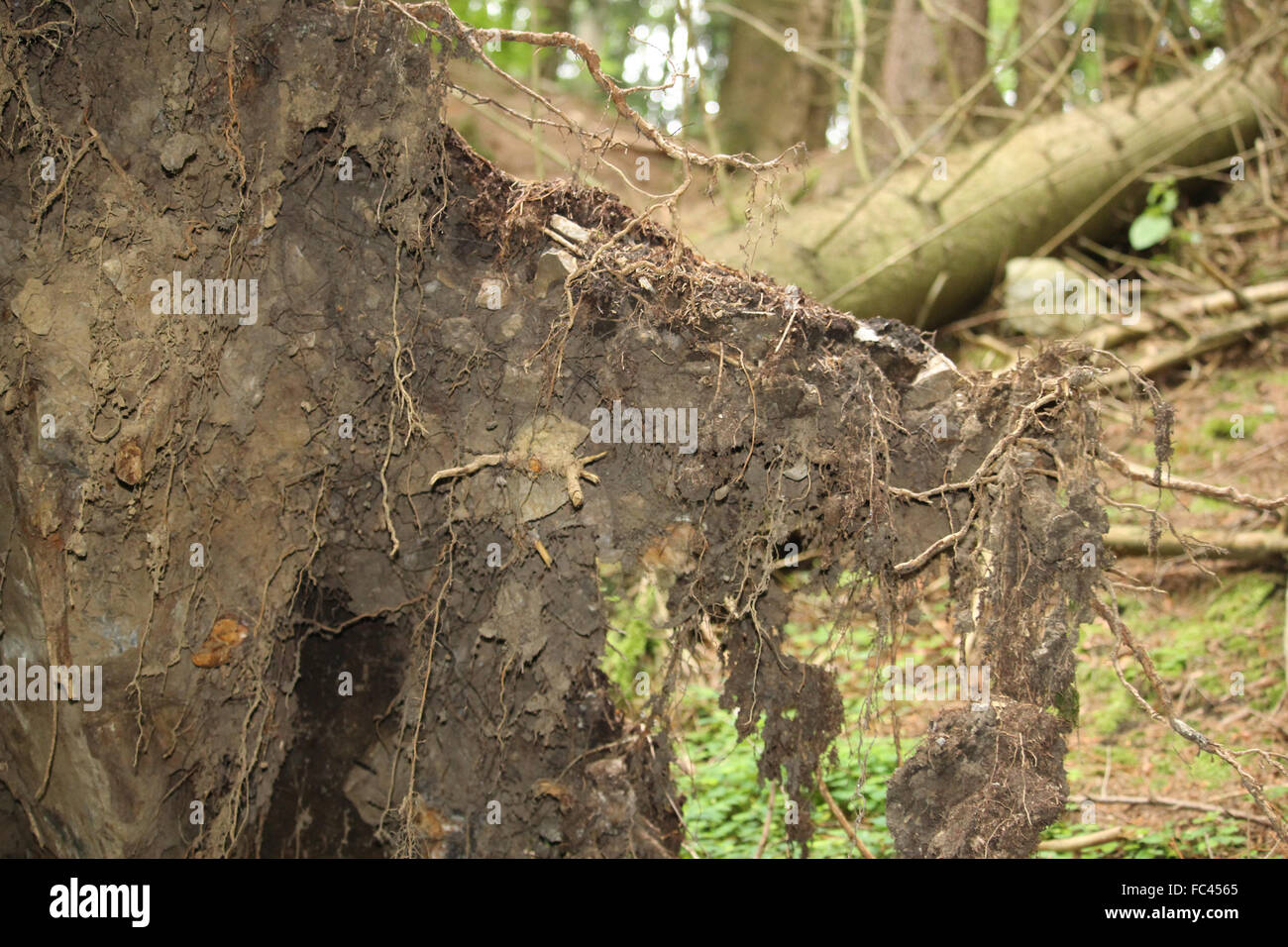 Spruce root hi-res stock photography and images - Alamy