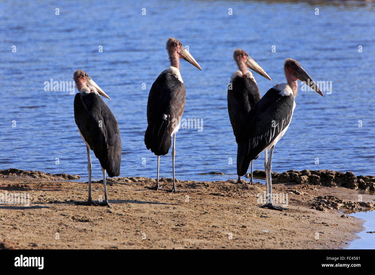 Marabou storch hi-res stock photography and images - Alamy