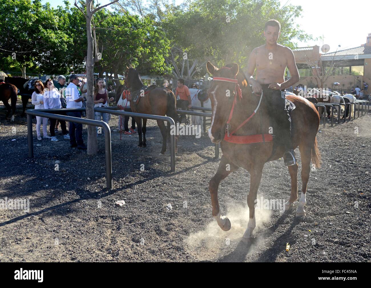 La Caleta, Costa Adeje, Tenerife. 20th January, 2016. Man on horseback at Festival of San ...