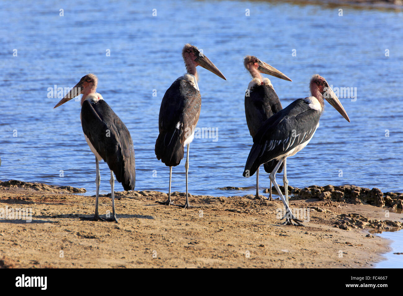 Marabou storch hi-res stock photography and images - Alamy