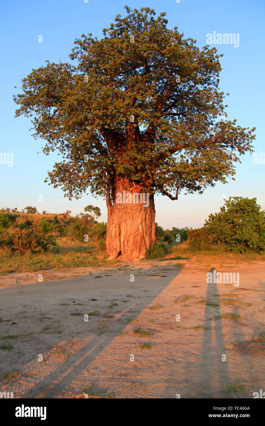 Afrikanischer affenbrotbaum adansonia digitata hi-res stock photography ...