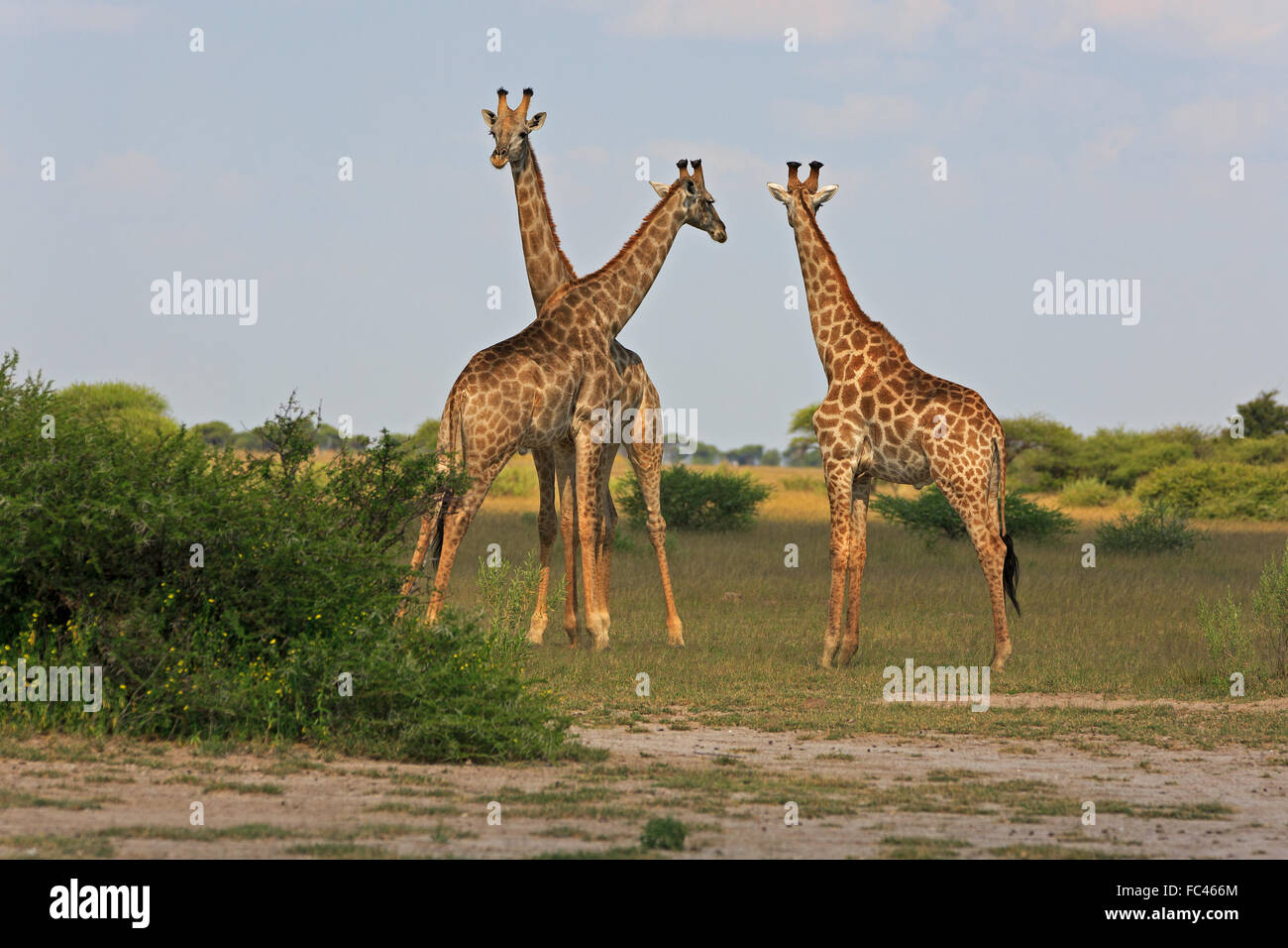 Fighting male giraffes Stock Photo - Alamy