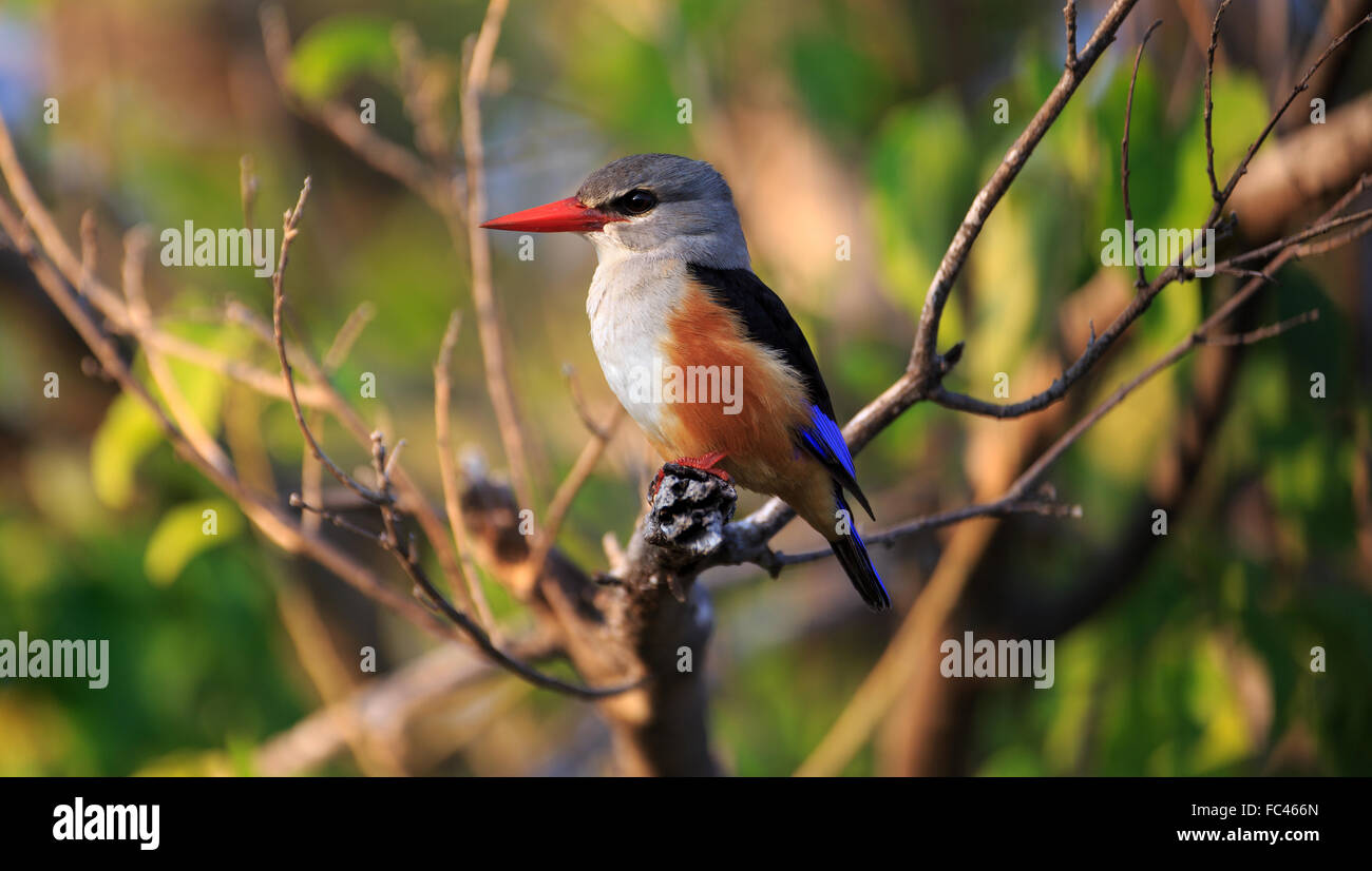 Greyhooded kingfisher hi-res stock photography and images - Alamy