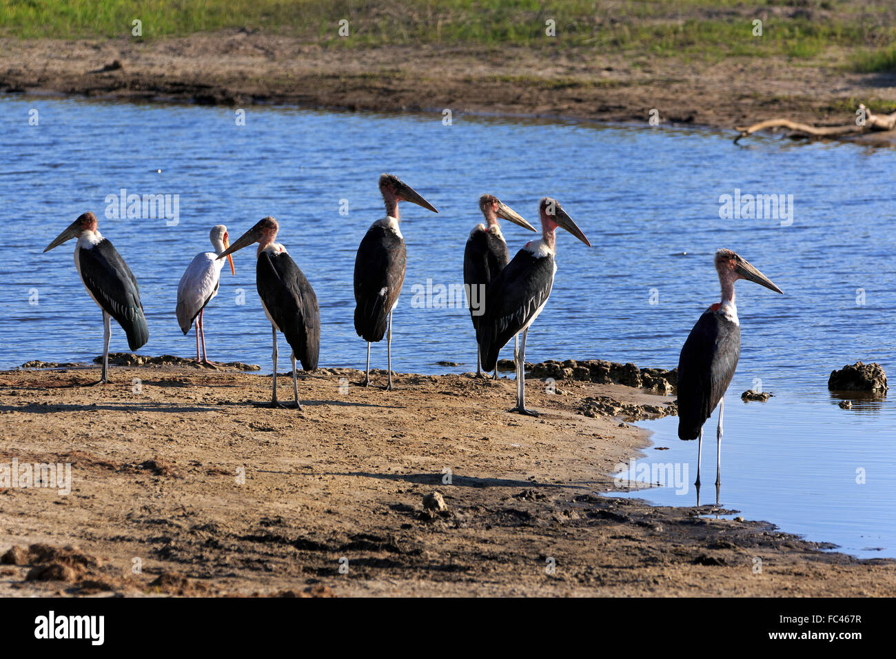 Marabou storch hi-res stock photography and images - Alamy