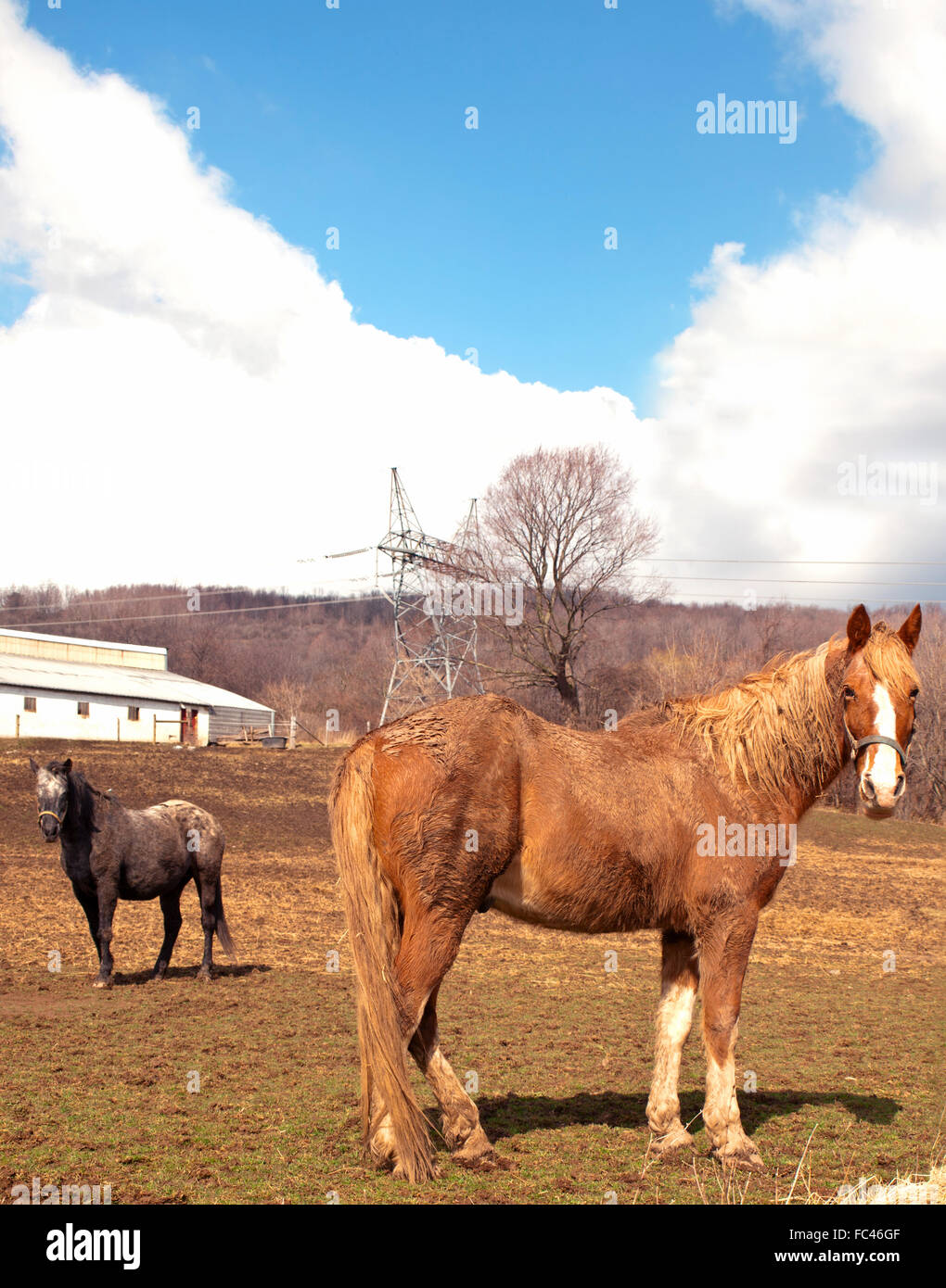 Mammals farm hi-res stock photography and images - Alamy