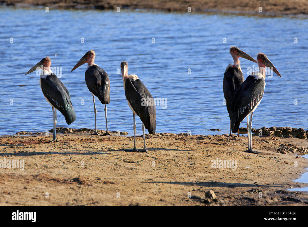 Marabou storch hi-res stock photography and images - Alamy
