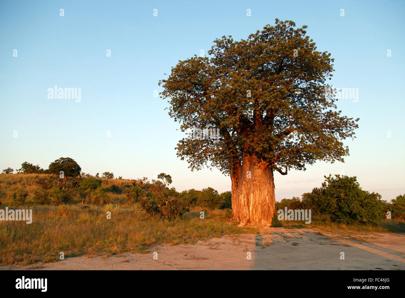 Afrikanischer affenbrotbaum adansonia digitata hi-res stock photography ...