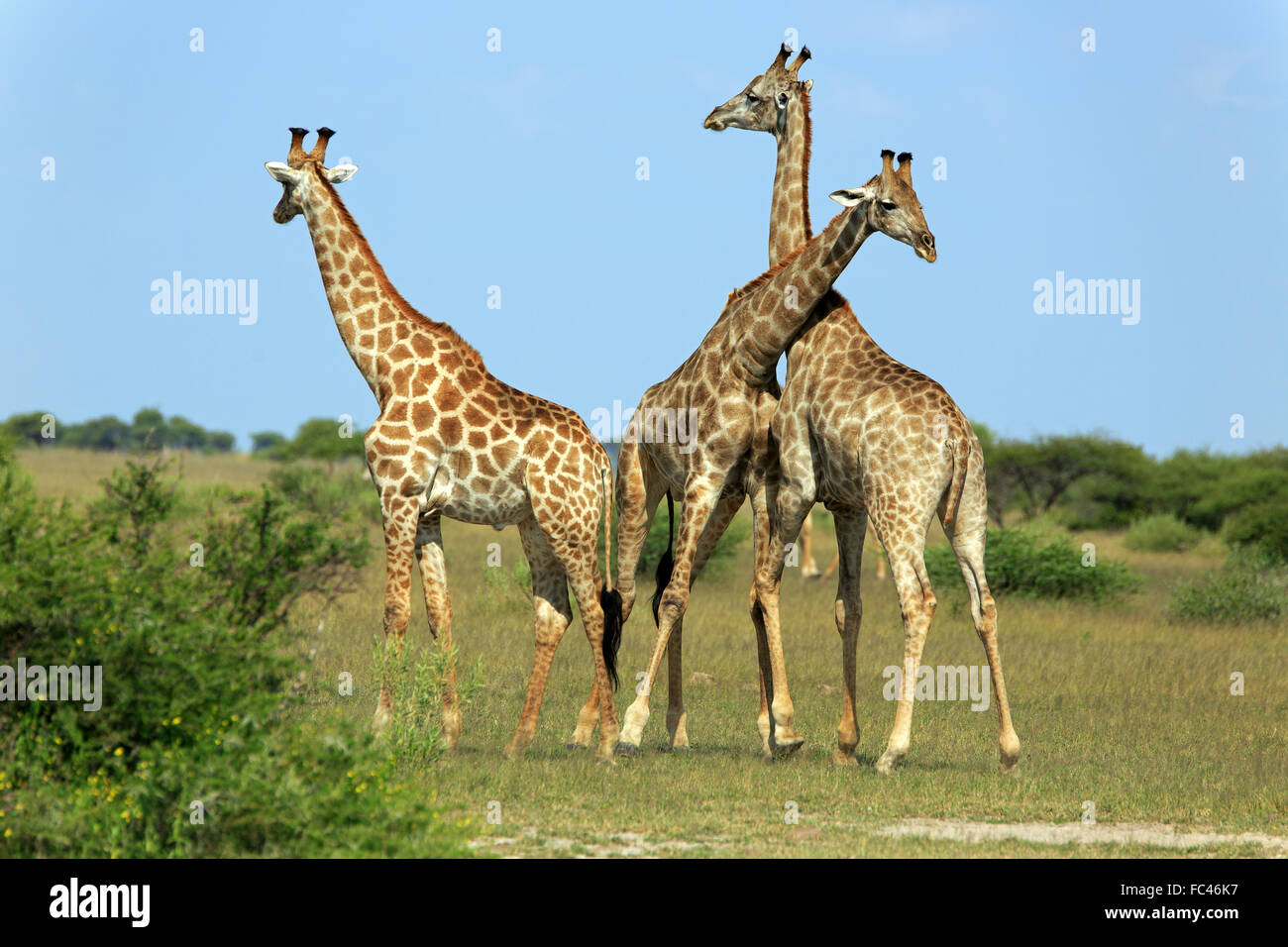 Fighting male giraffes Stock Photo - Alamy