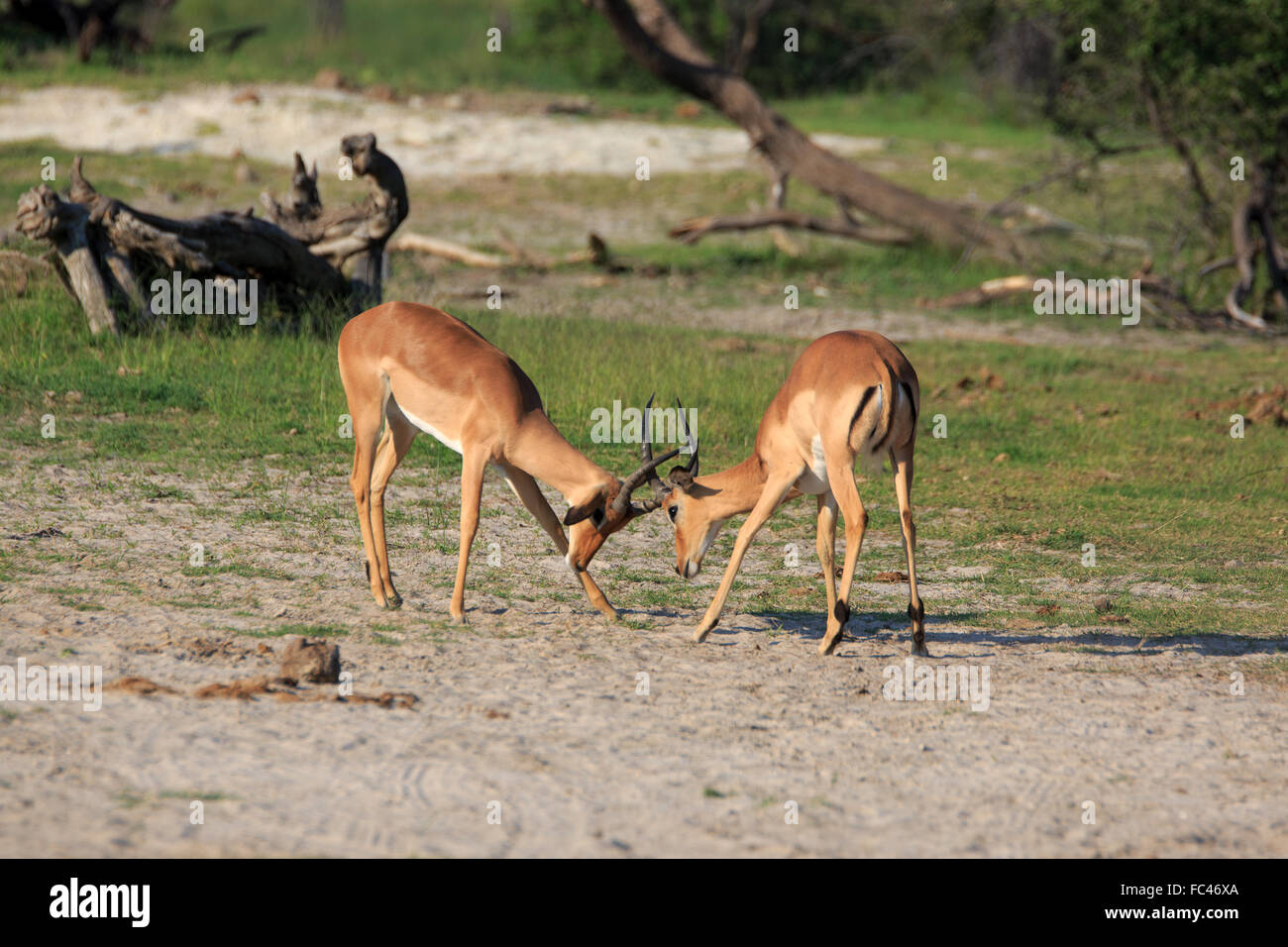 Fighting imp hi-res stock photography and images - Alamy