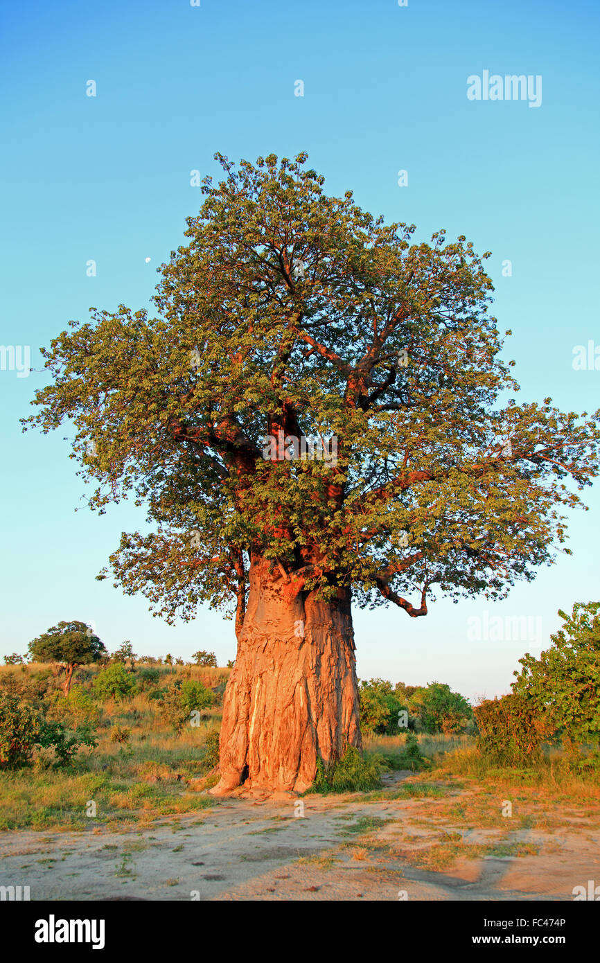 Afrikanischer affenbrotbaum adansonia digitata hi-res stock photography ...