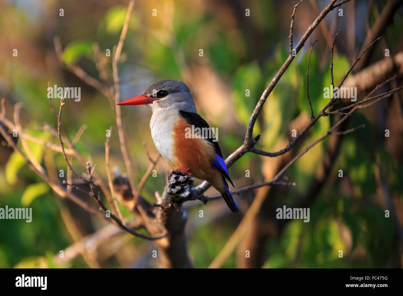Greyhooded kingfisher hi-res stock photography and images - Alamy
