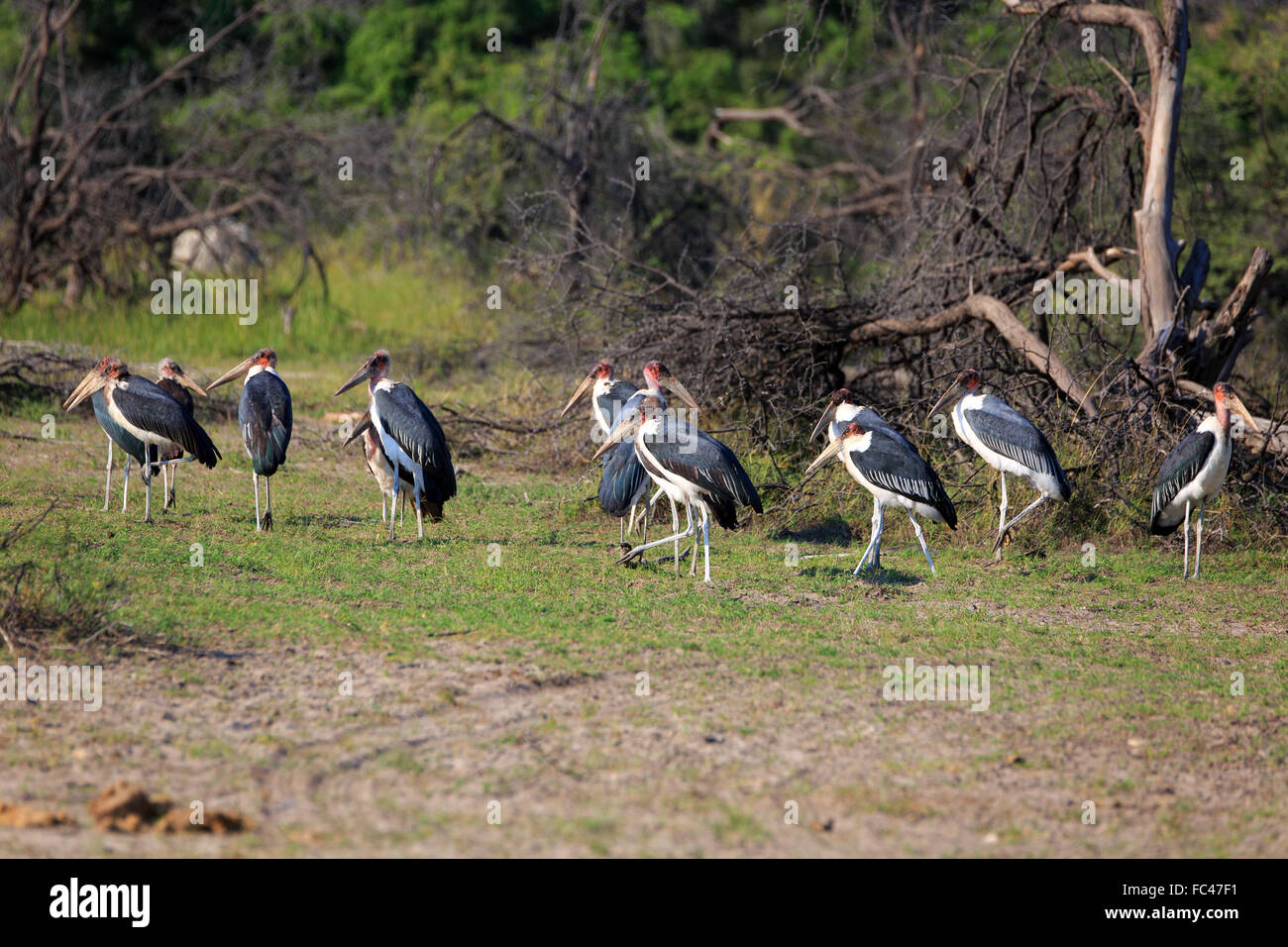Marabou storch hi-res stock photography and images - Alamy