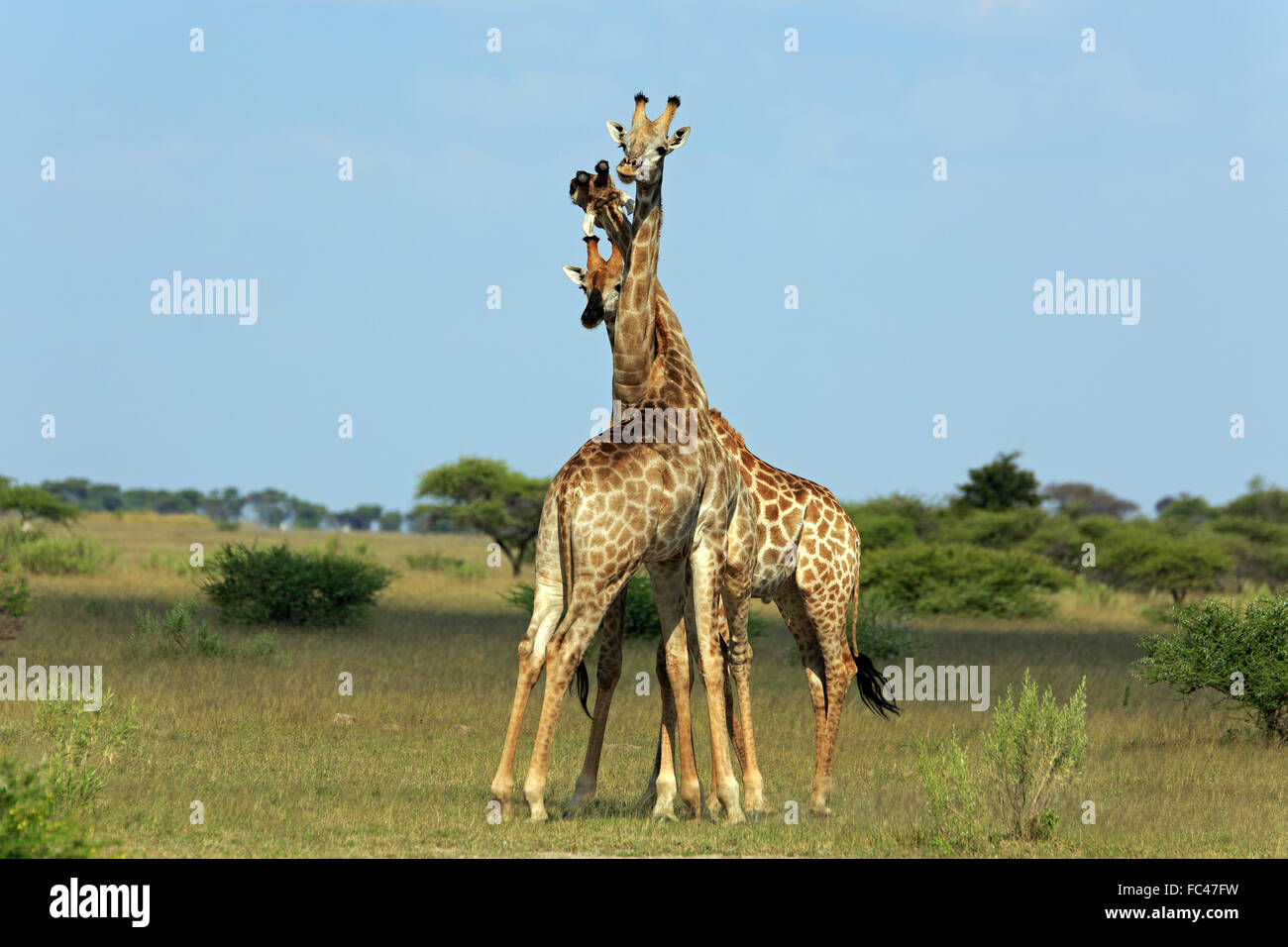 Fighting male giraffes Stock Photo - Alamy