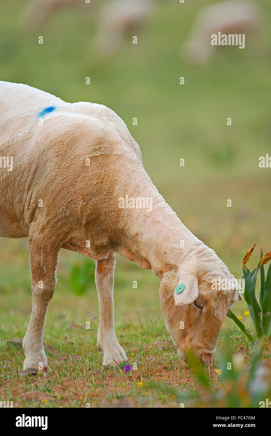 Ovis aries merino sheep hi-res stock photography and images - Alamy