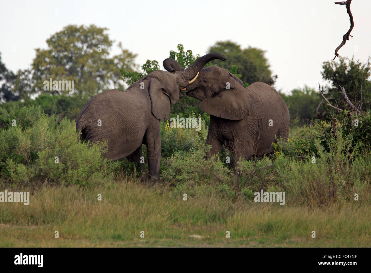 Fighting male elephants Stock Photo - Alamy