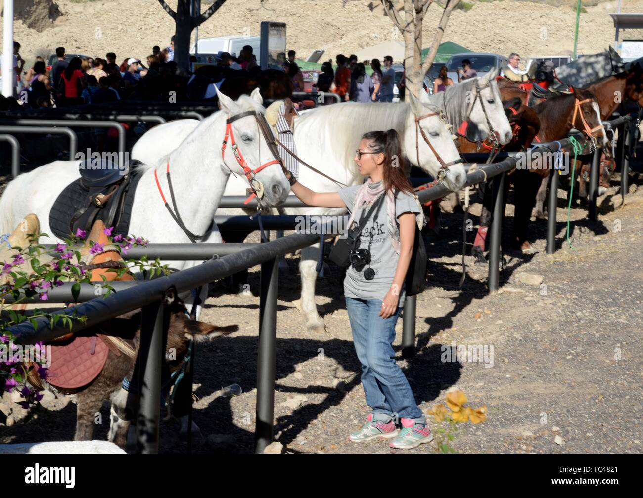 La Caleta, Costa Adeje, Tenerife. 20th January, 2016. Horses at Festival of San Sebastian Ð La ...