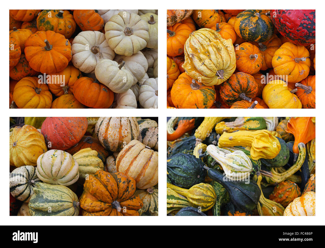 Gourds and Pumpkins Stock Photo - Alamy