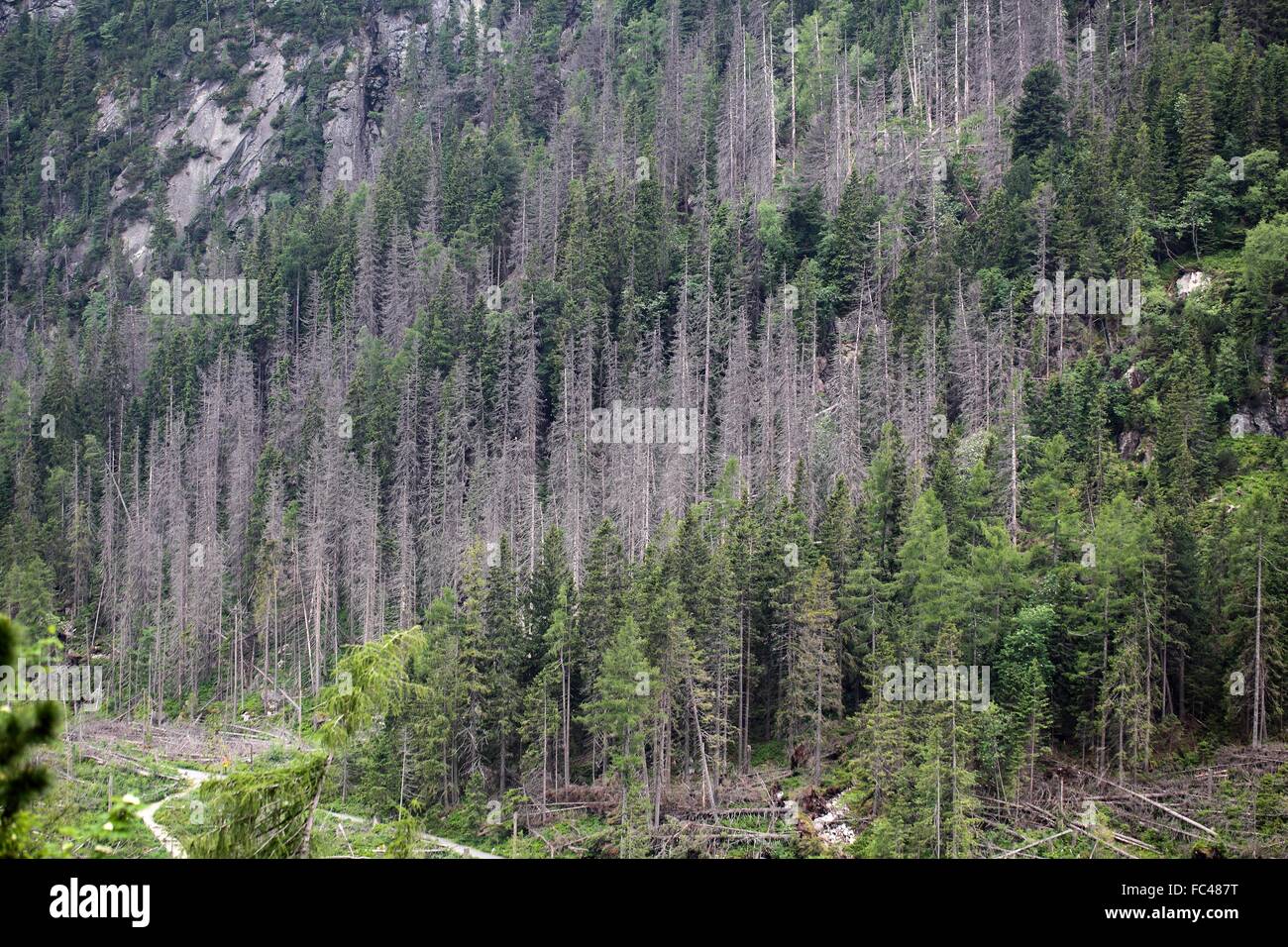 Forest decline hi-res stock photography and images - Alamy