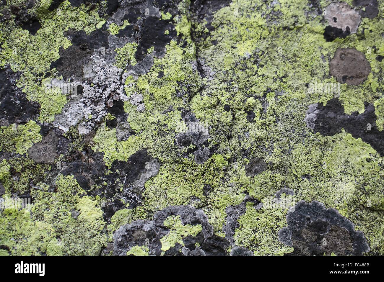 Yellow map lichen Stock Photo - Alamy