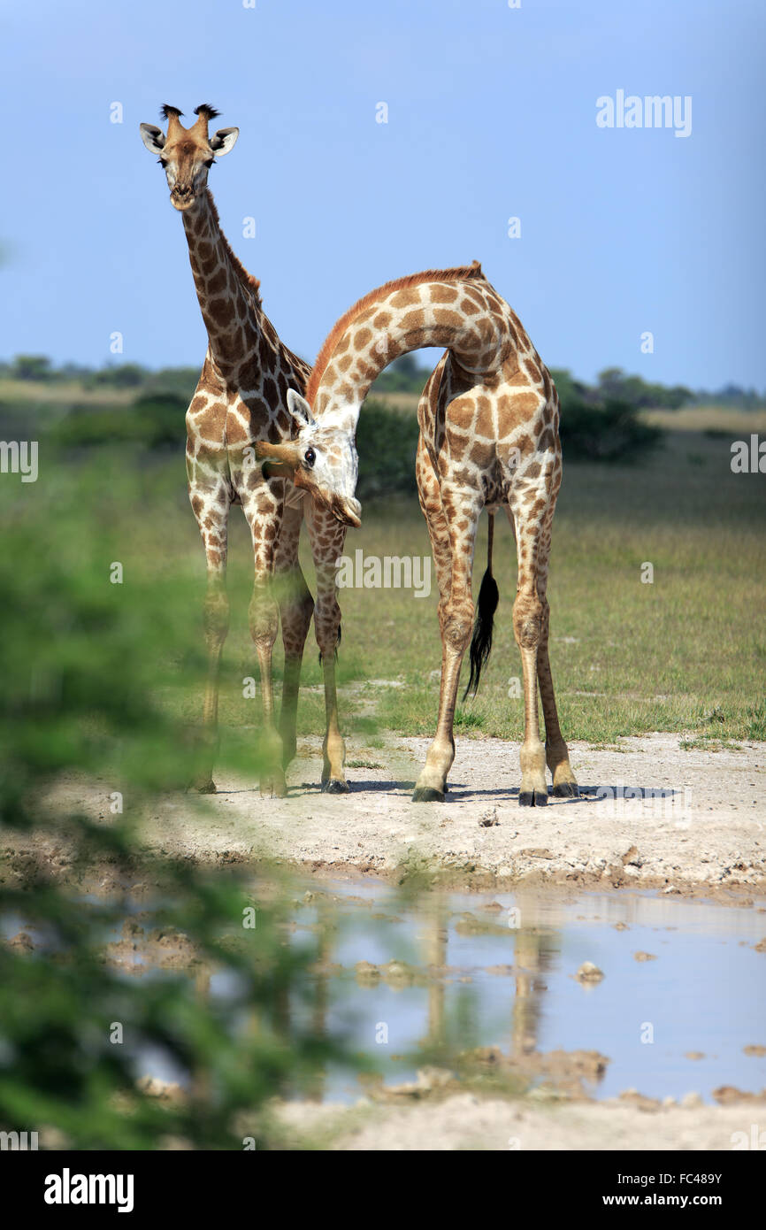 Fighting male giraffes Stock Photo - Alamy