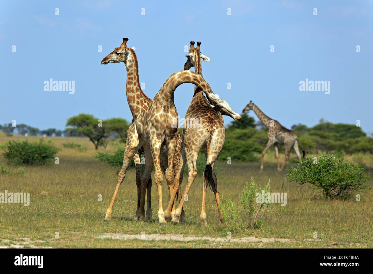 Fighting male giraffes Stock Photo - Alamy