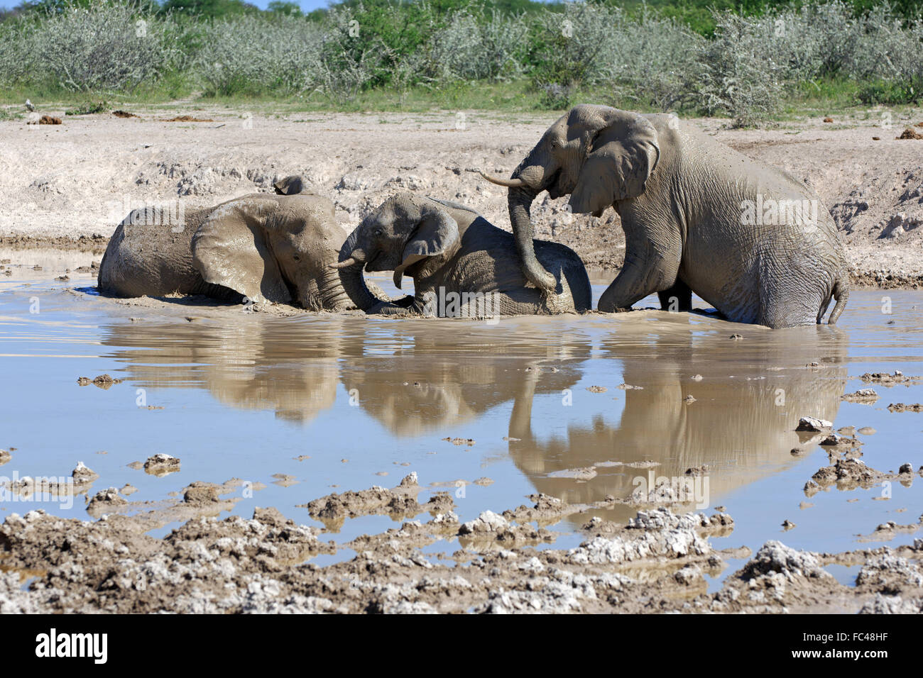 Savanne reflexion hi-res stock photography and images - Alamy