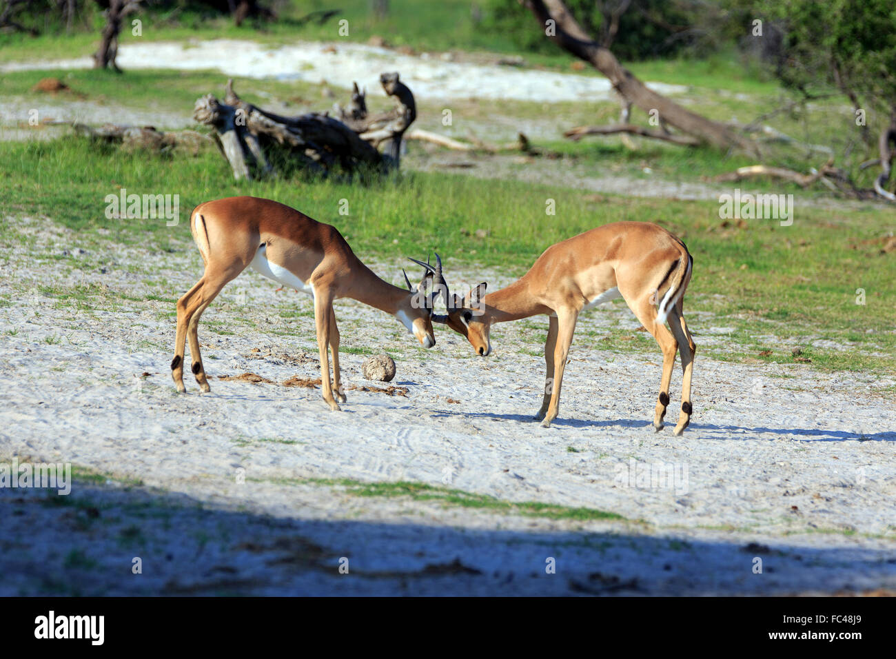 Impala bock hi-res stock photography and images - Alamy
