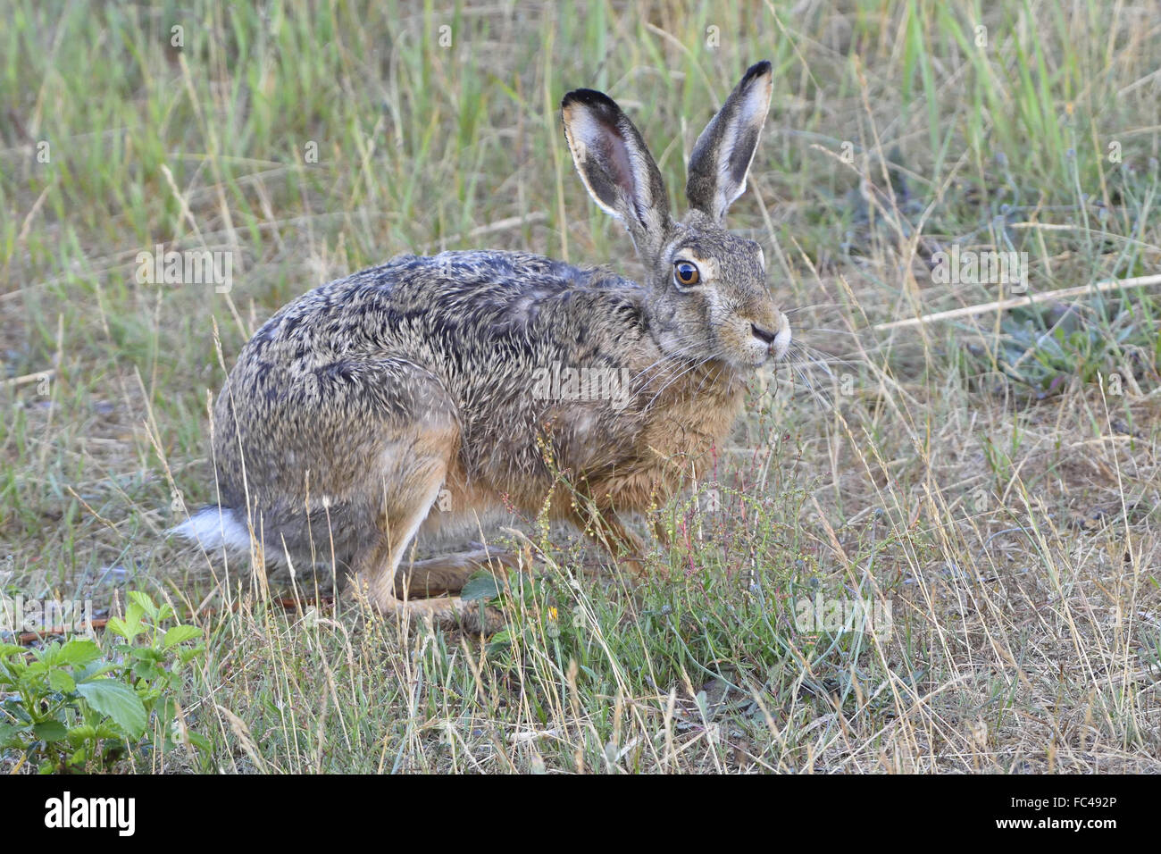 European hare fell hi-res stock photography and images - Alamy