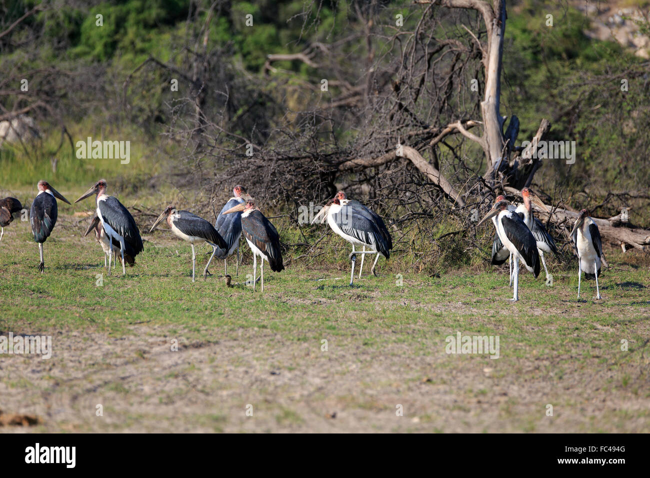 Marabou storch hi-res stock photography and images - Alamy