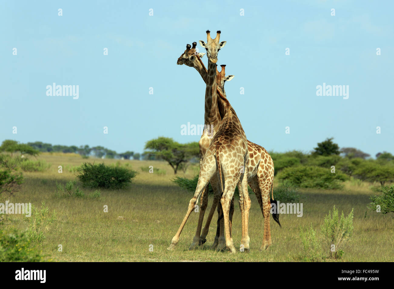 Fighting giraffes hi-res stock photography and images - Alamy
