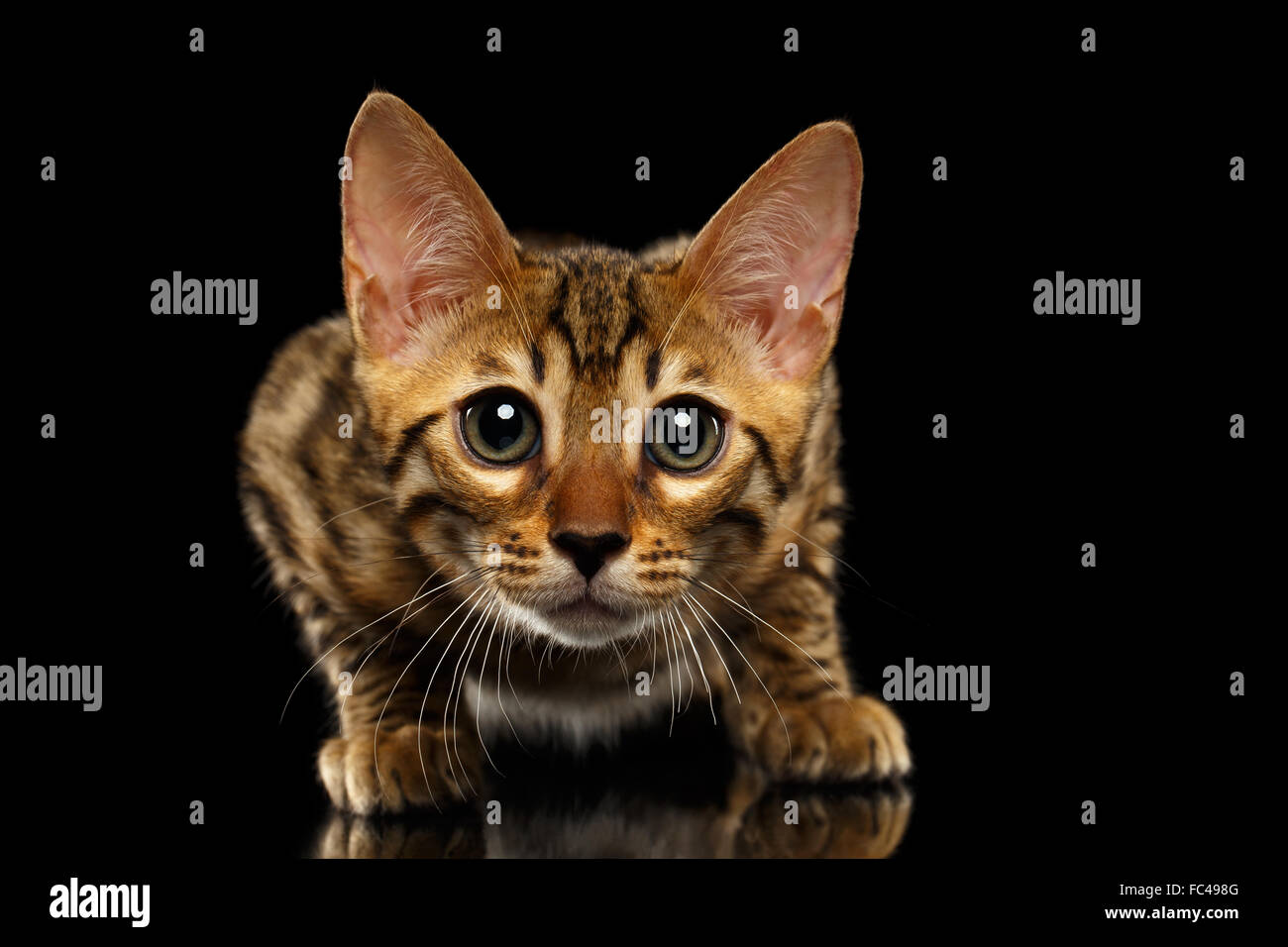 Domestic bengal cat crouching hi-res stock photography and images - Alamy