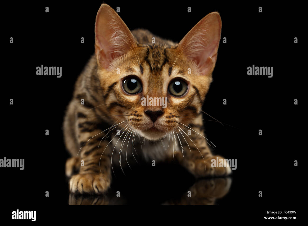 Crouching Bengal Kitty on Black Stock Photo - Alamy