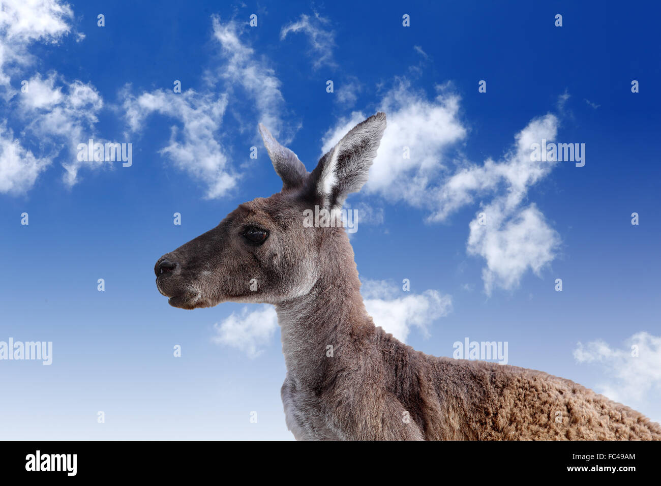 Kangaroo head agaisnt blue cloudy sky background Stock Photo - Alamy