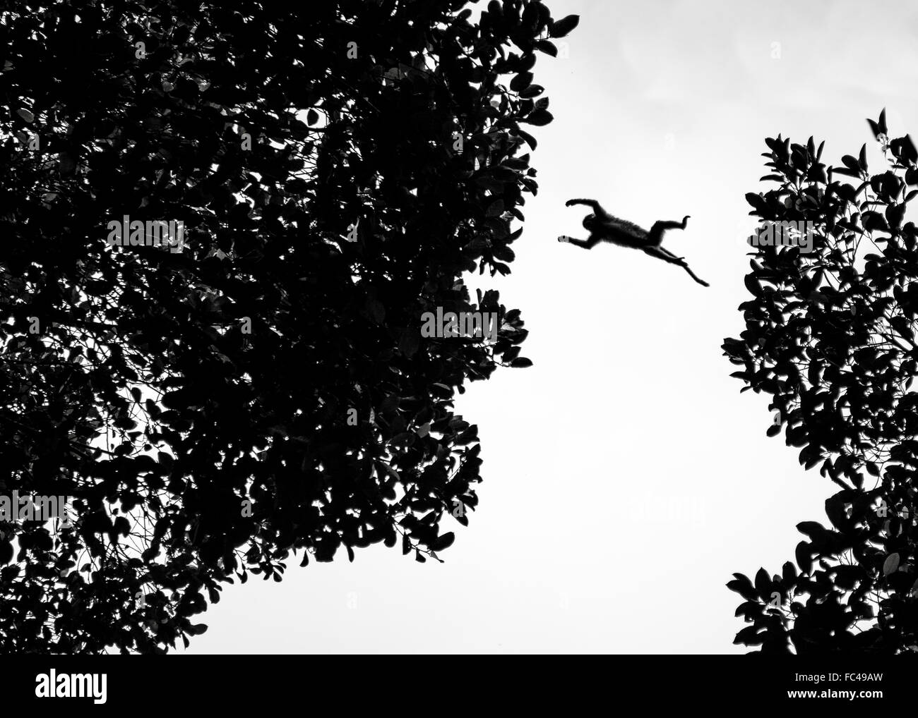 Macaque jumping from tree to tree Stock Photo - Alamy