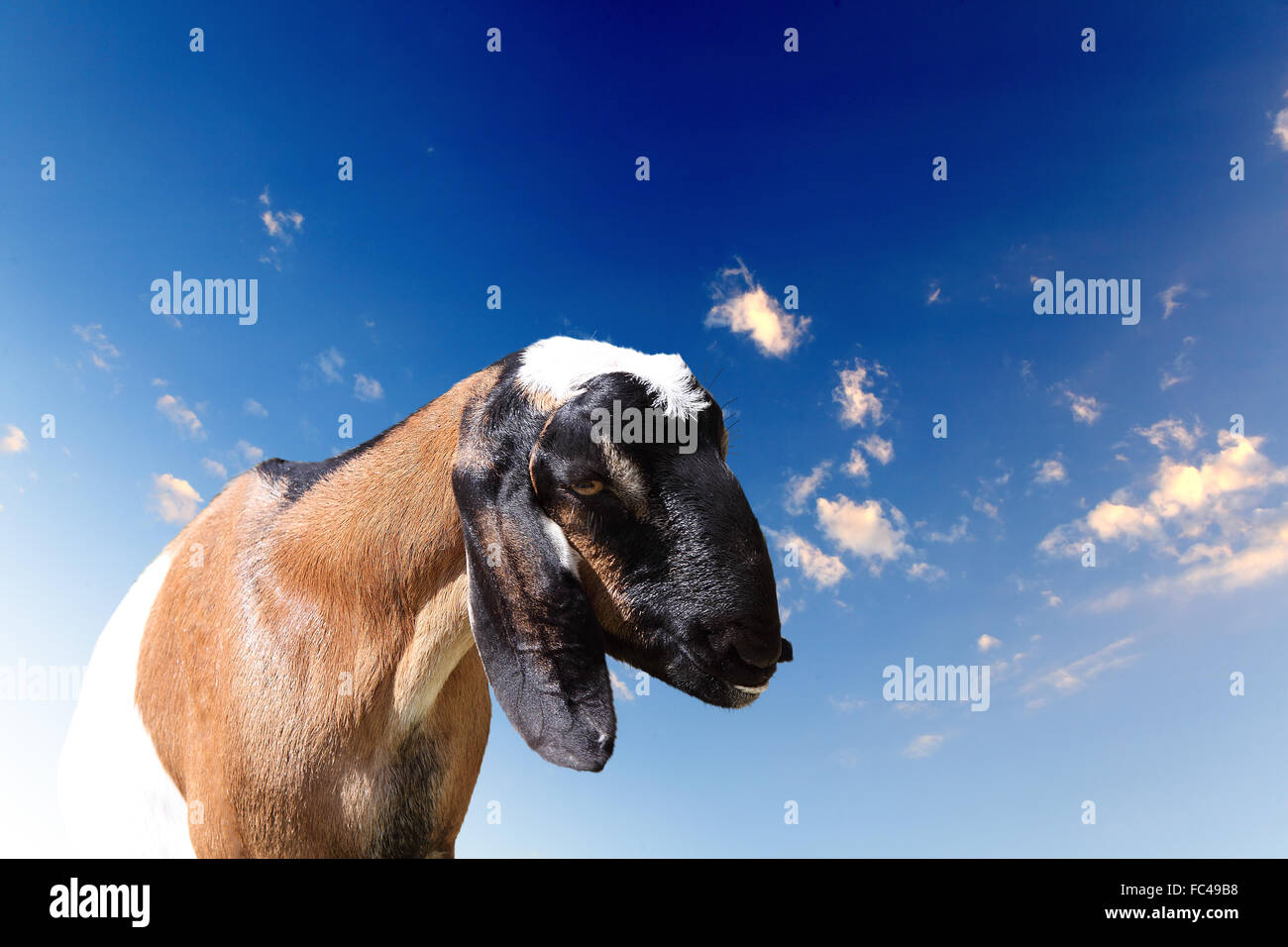 Goat head agaisnt blue cloudy sky background Stock Photo - Alamy