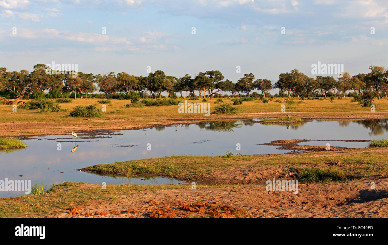 Chobe National Park Stock Photo - Alamy