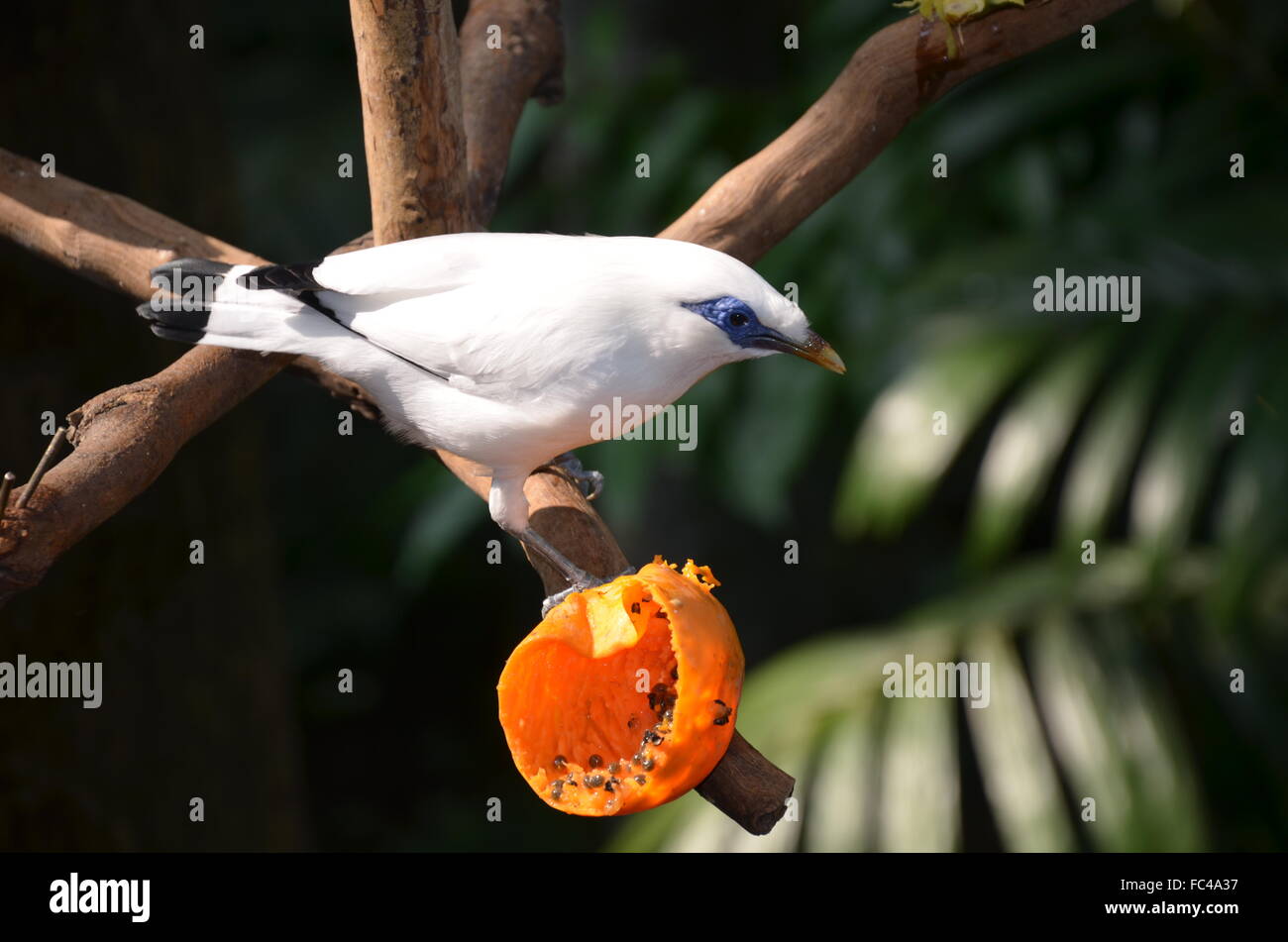 Bali Myna Bird Stock Photo - Alamy