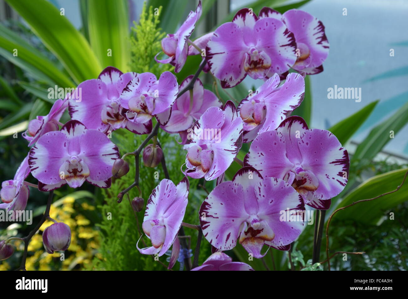 Purple orchids hi-res stock photography and images - Alamy